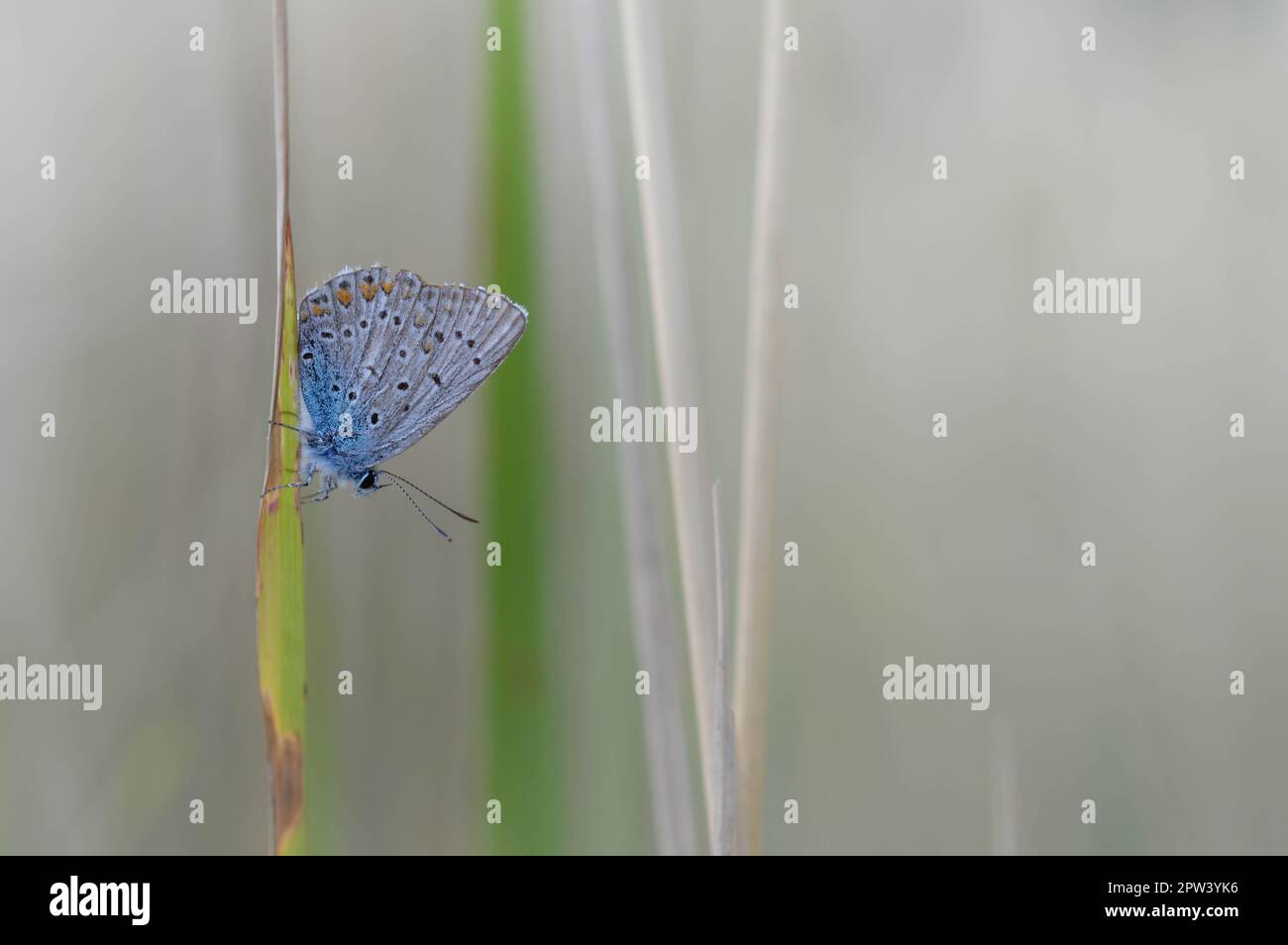 Common blue butterfly on a leaf in nature, close up macro, small grey ...