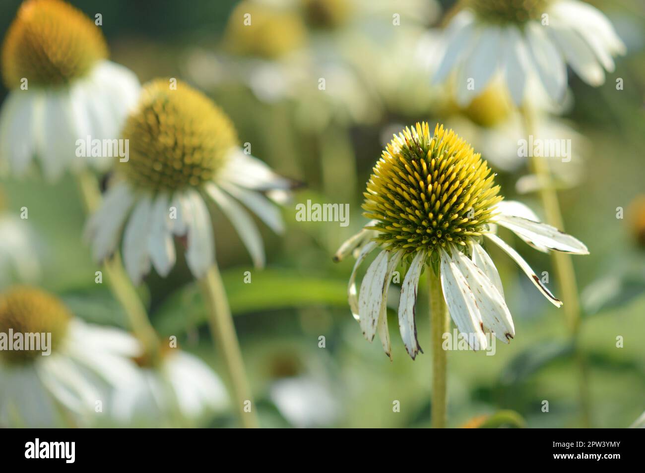 White cone flower, White Swan Echinacea, white flower in nature in the ...