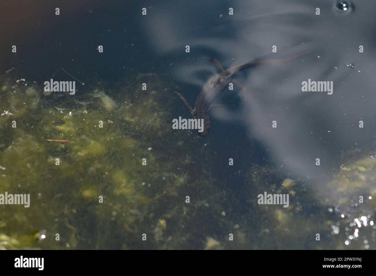 Small water lizard in the lake, animal underwater. Algae.Newt Stock ...