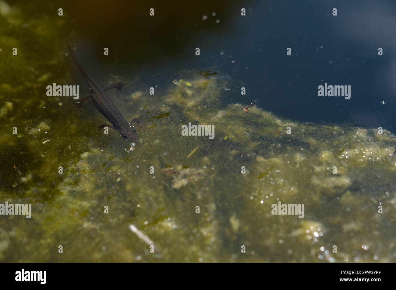Small water lizard in the lake, animal underwater. Algae Stock Photo ...