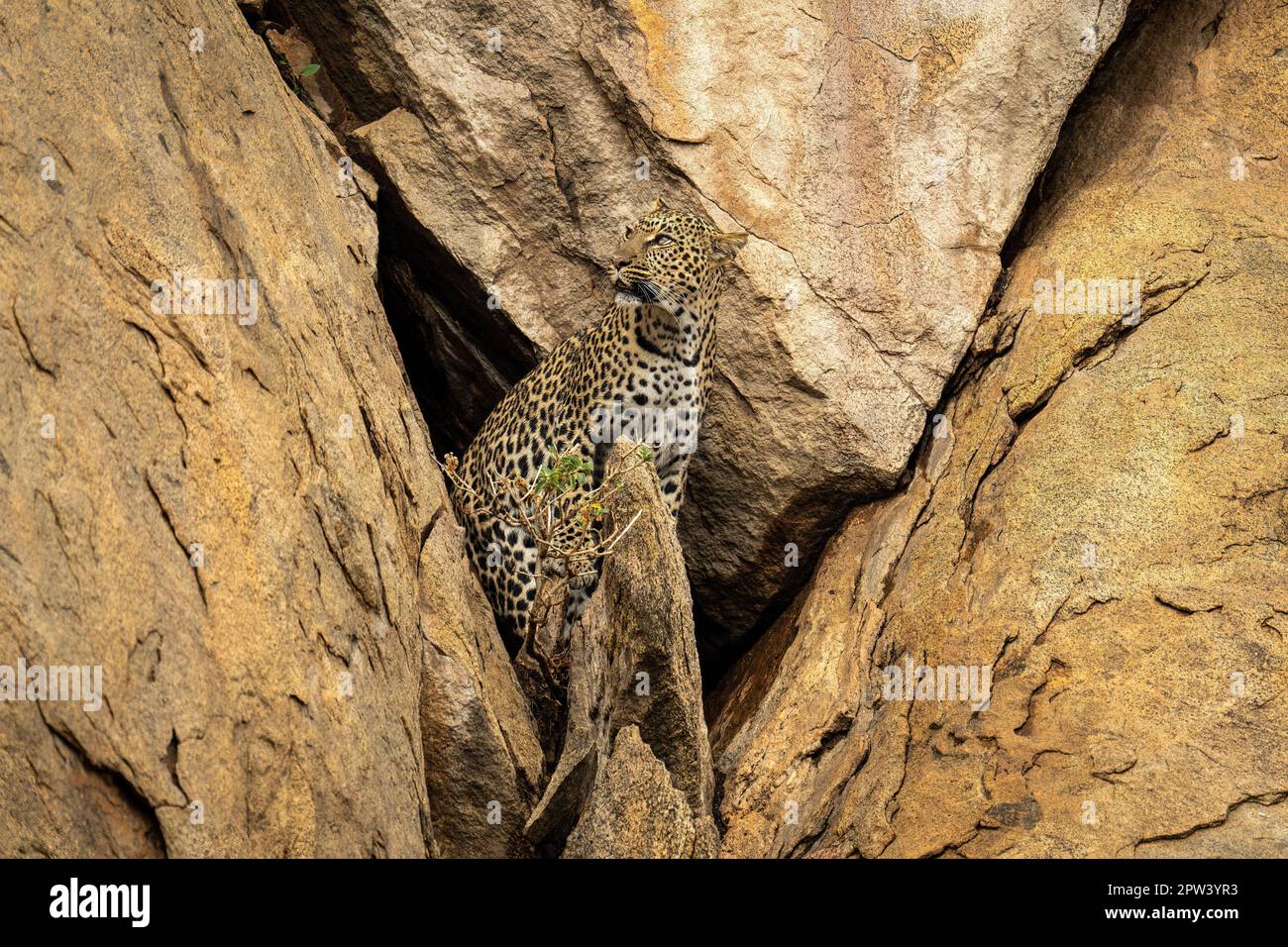 Leopard stands hi-res stock photography and images - Alamy