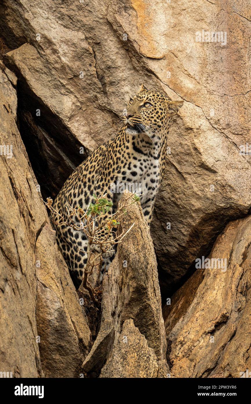 Leopard stands hi-res stock photography and images - Alamy