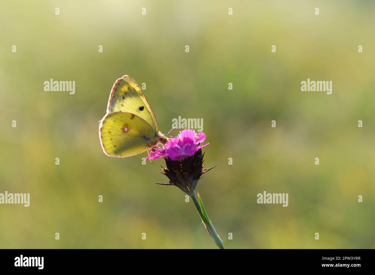 Clouded yellows, yellow butterfly on a flower in nature macro. Green ...