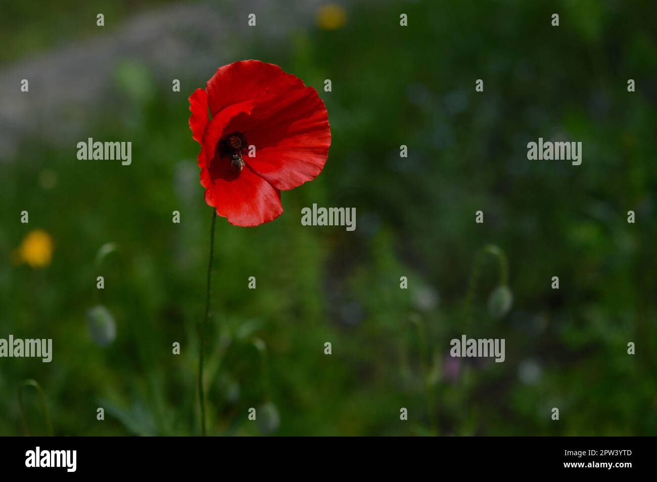 Common red poppy and a bee, red flower in the garden. Natural ...