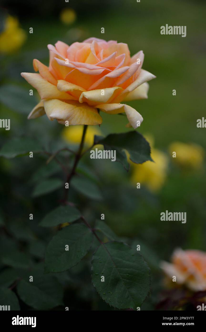 Orange, peach rose side view, vertical photo, rose head close up, in ...
