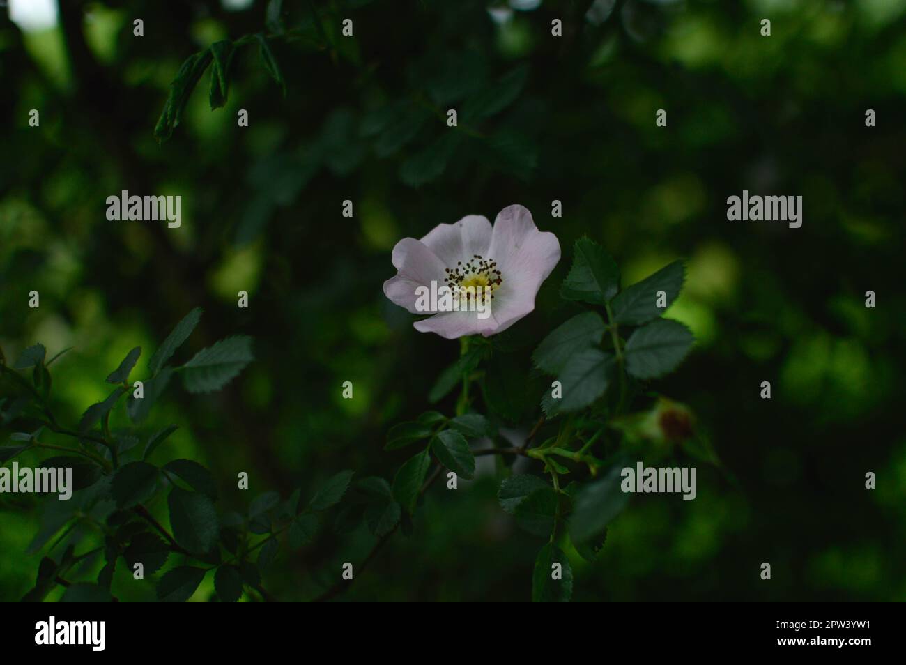 One wild rose, dog rose, one flower head on the bush, green leaves ...