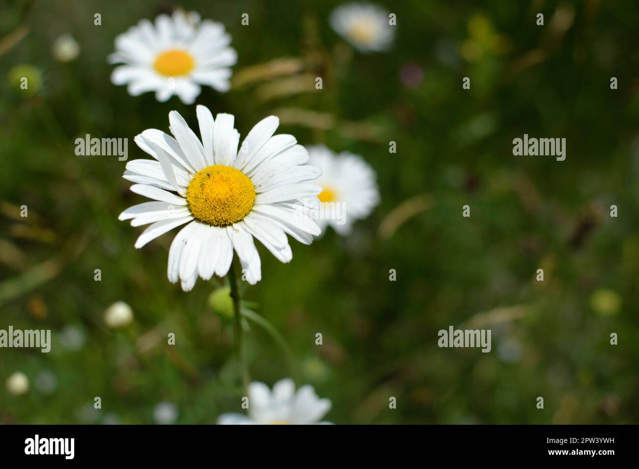 Ox eye daisy in the wild, white wildflower, field Stock Photo - Alamy