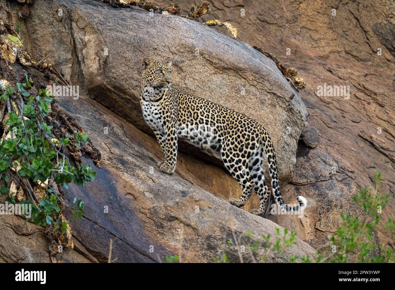 Leopard stands on rock face looking back Stock Photo - Alamy