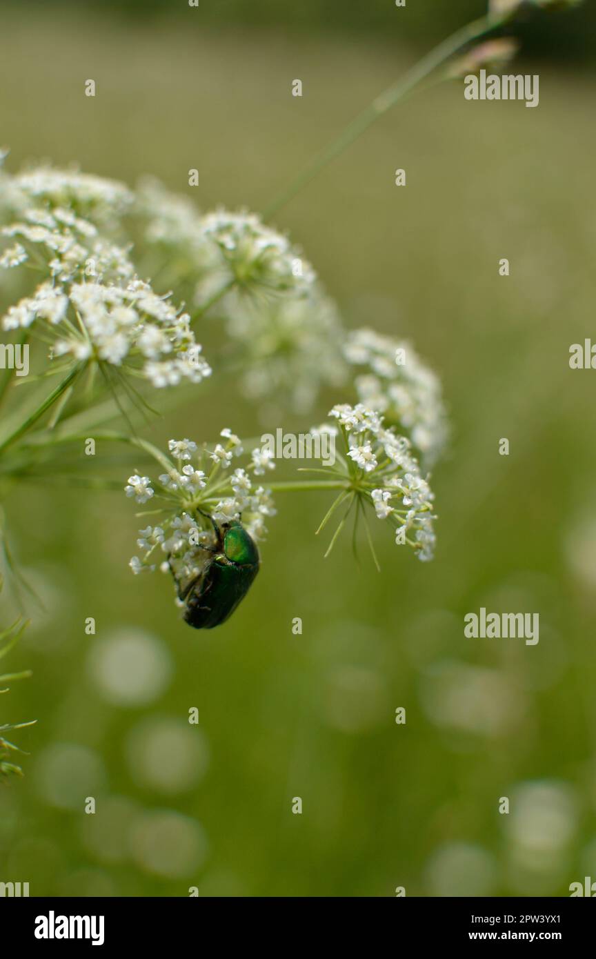 Cetonia aurata, rose chafer, green rose chafer, on a white wildflower ...