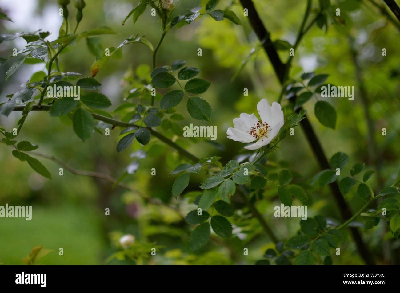 White wild rose only one flower head on the bush. White dog rose Stock ...