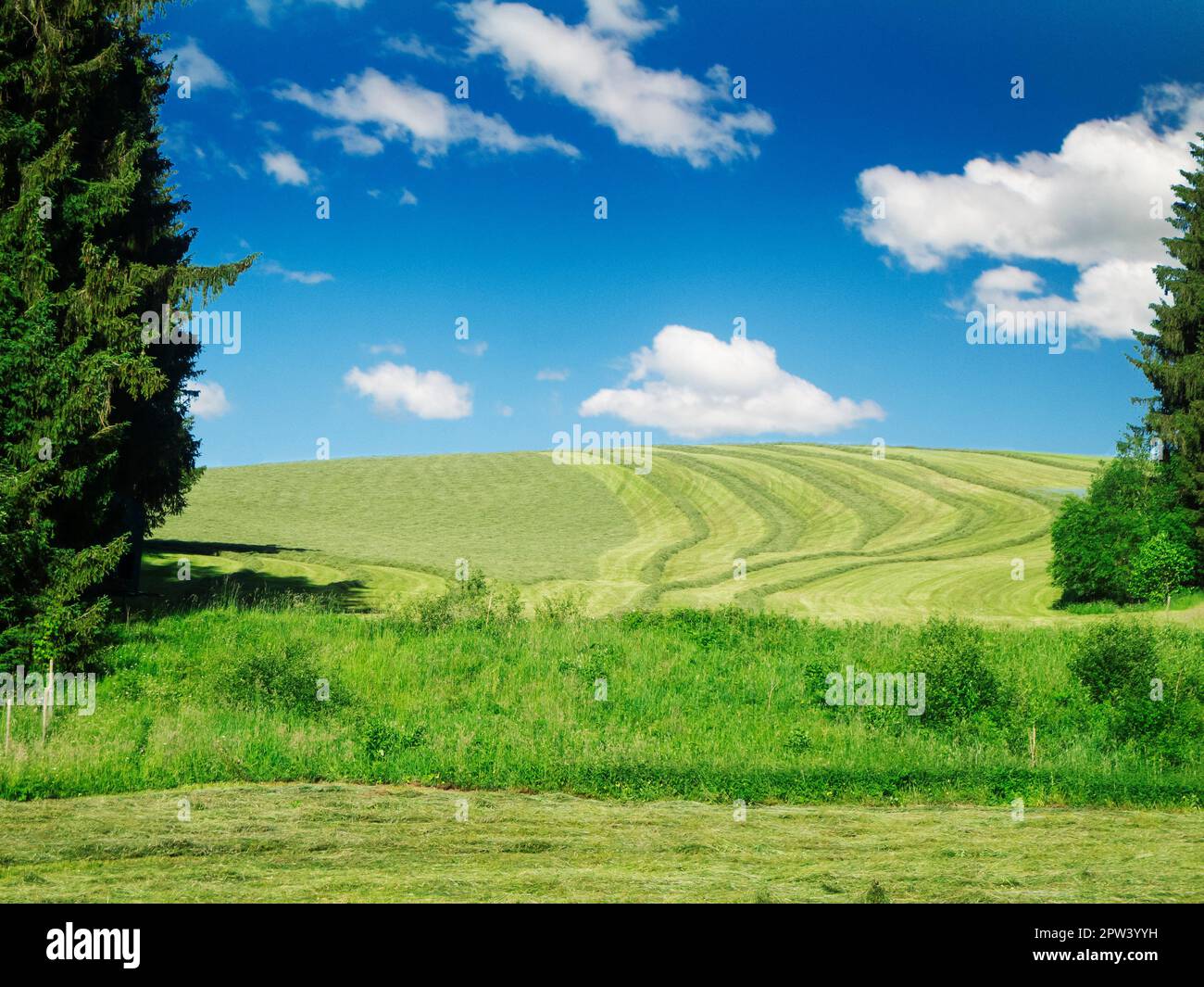 Landscape view with a freshly mowed hilly meadow in the Allgaeu with ...