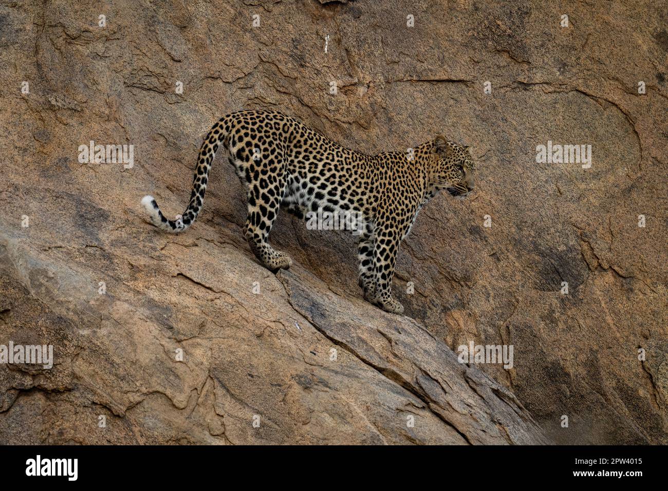 Leopard turning head hi-res stock photography and images - Alamy