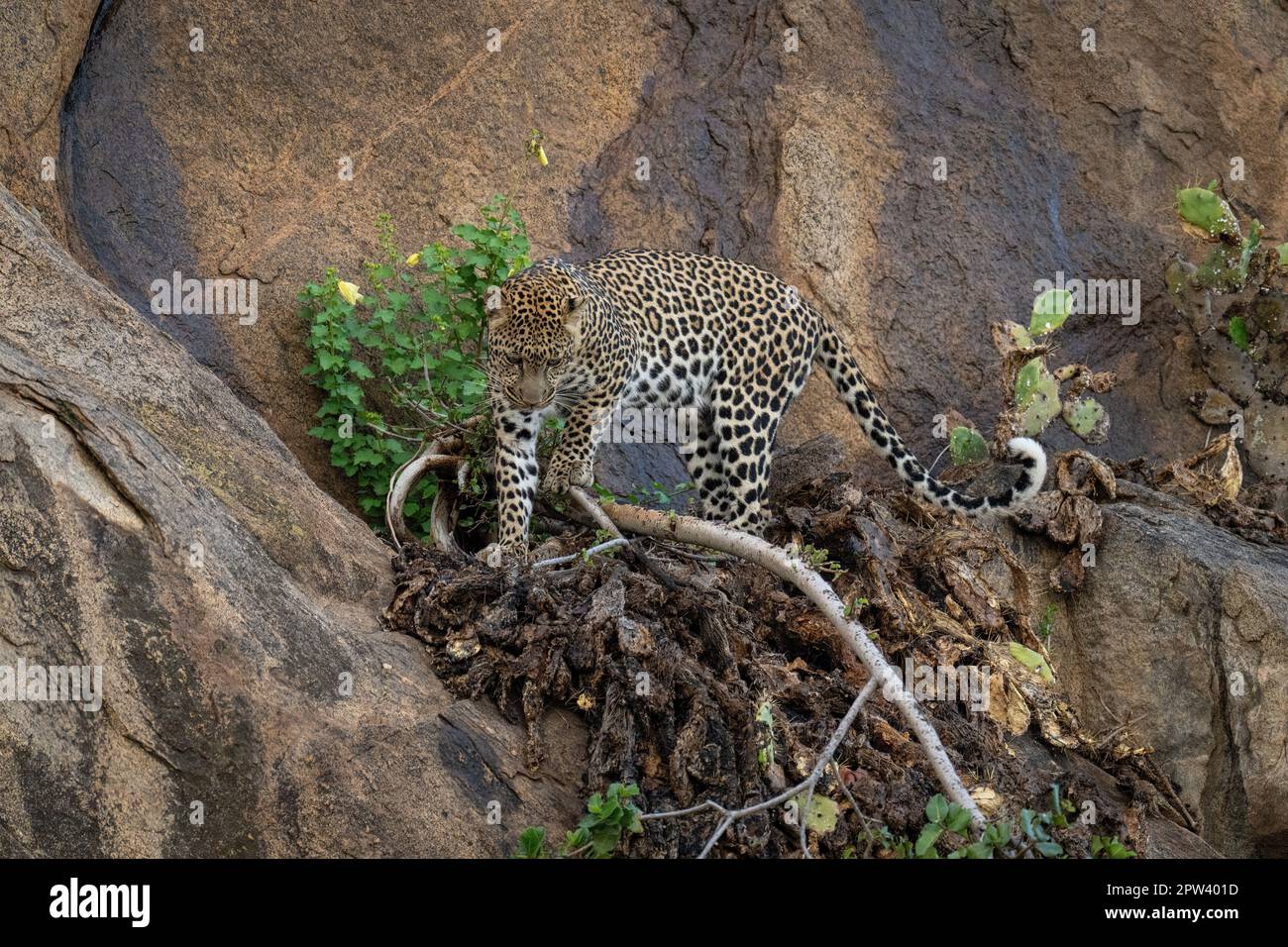 Leopard steps on branch on steep rockface Stock Photo - Alamy