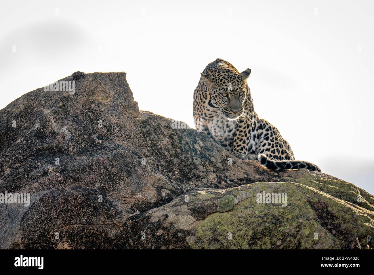 Leopard sits on grass hi-res stock photography and images - Alamy