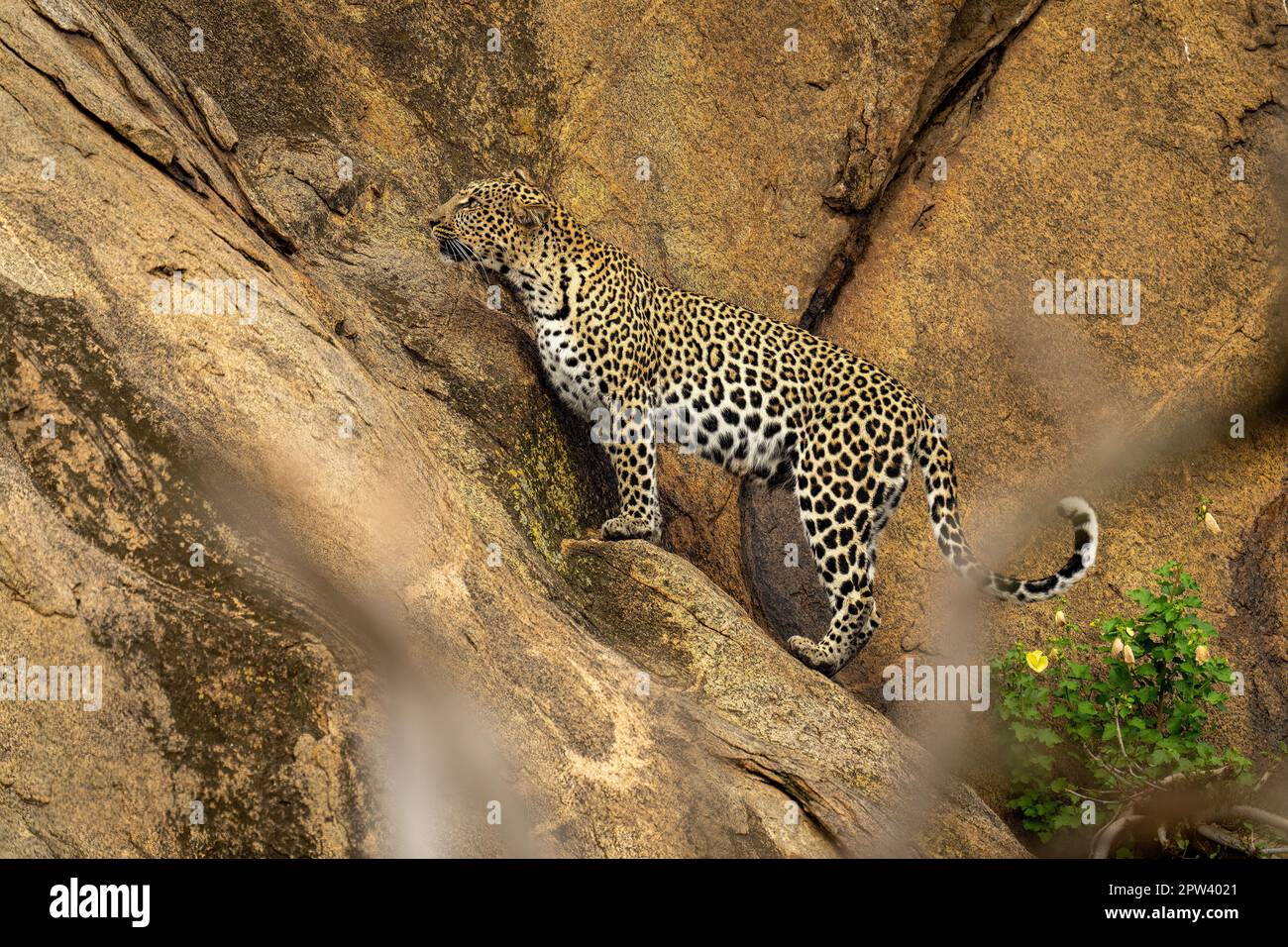 Leopard standing up hi-res stock photography and images - Alamy