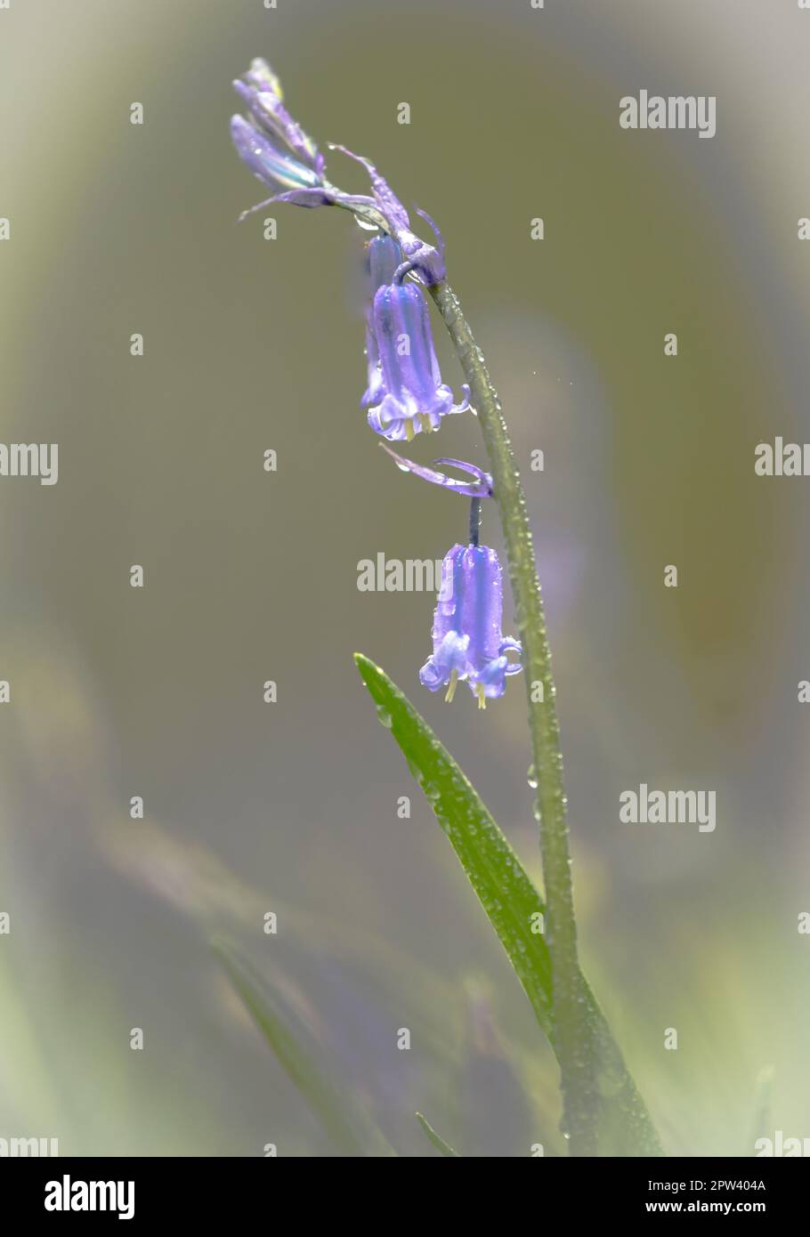 Bluebell flowers - Close ups Stock Photo - Alamy