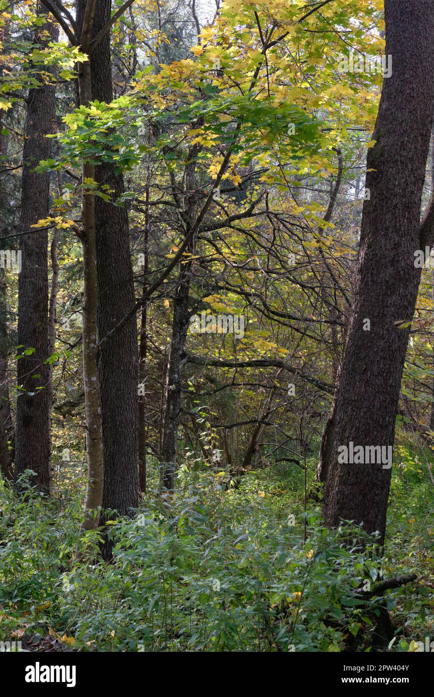 Old alder tree and nettle in fall forest, Bialowieza Forest,Poland ...