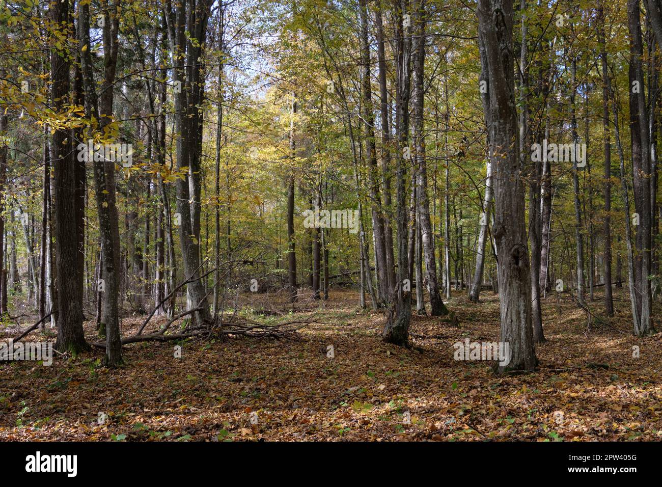 Autumnal deciduous tree stand with hornbeams and maple trees ...