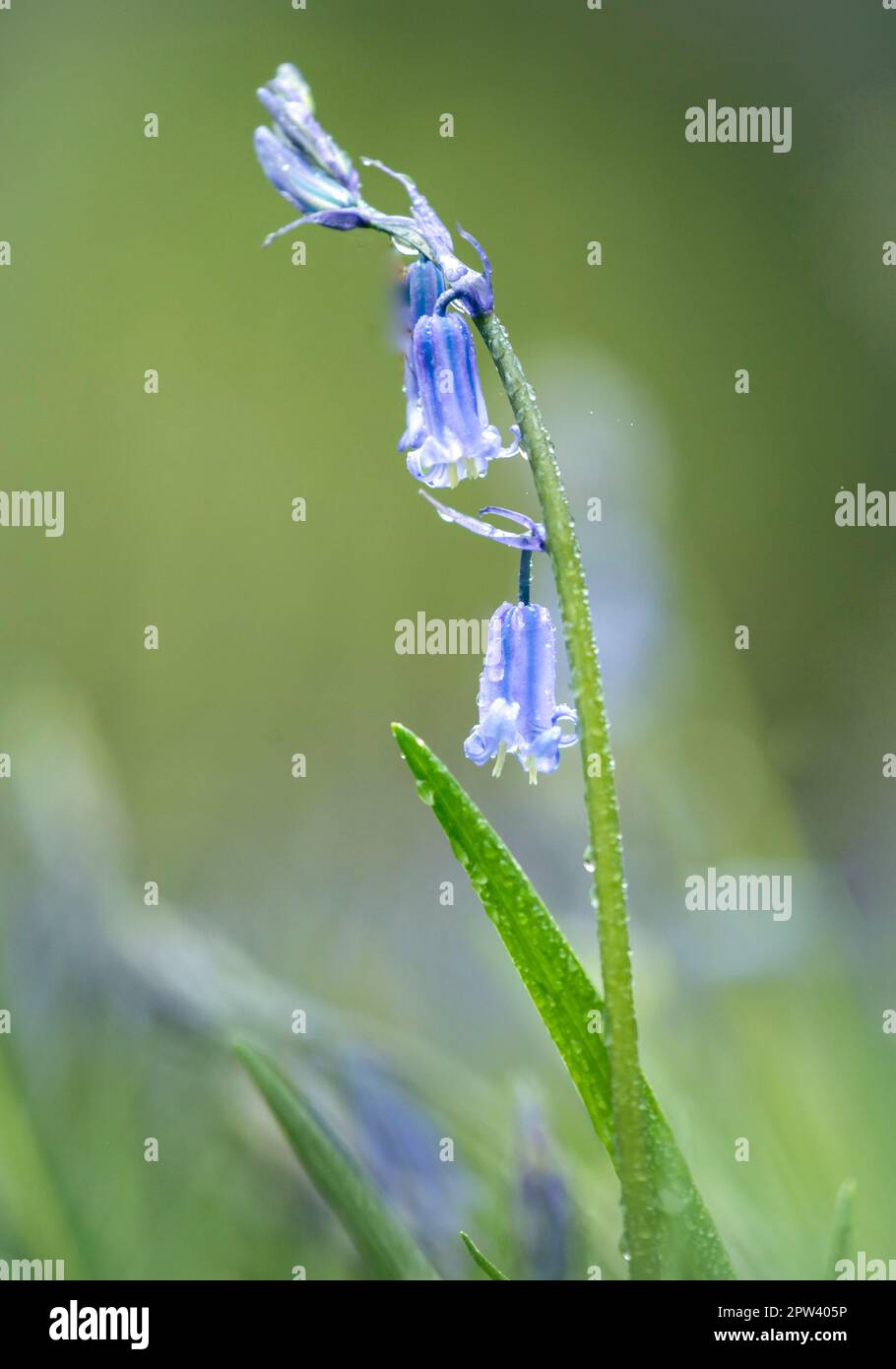 Bluebell flowers - Close ups Stock Photo - Alamy
