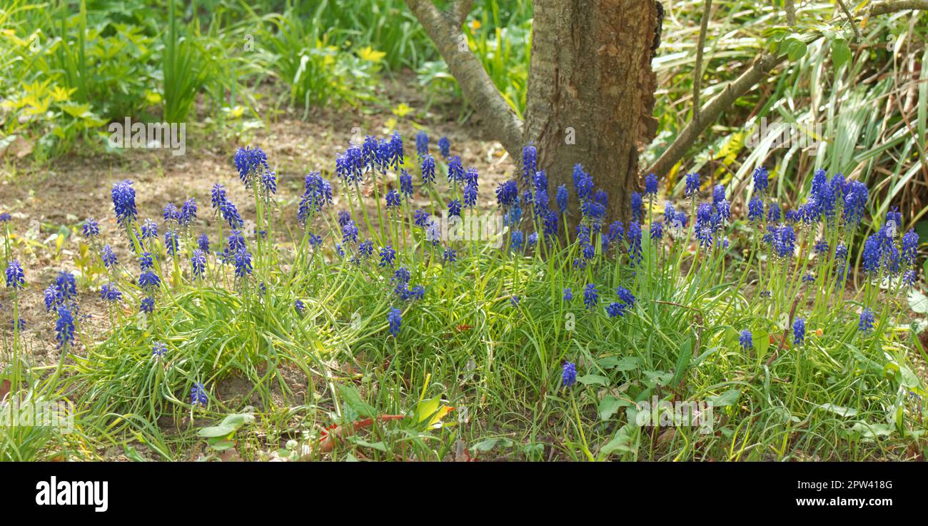 A overall view of a colony of bulbous Muscari plants also known as ...