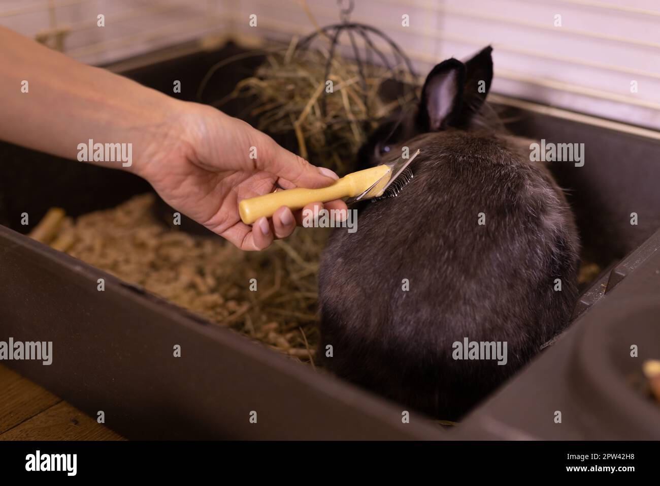 Black little rabbit is shedding. Girl combs his fur with special comb ...
