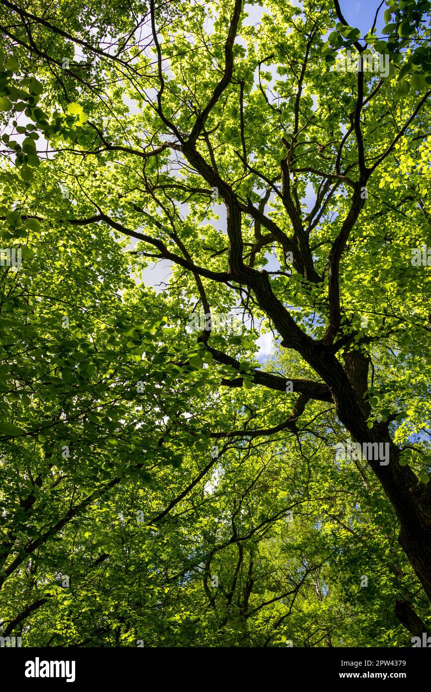 Vertical view of the green crowns of oak and hazel trees in the forest ...