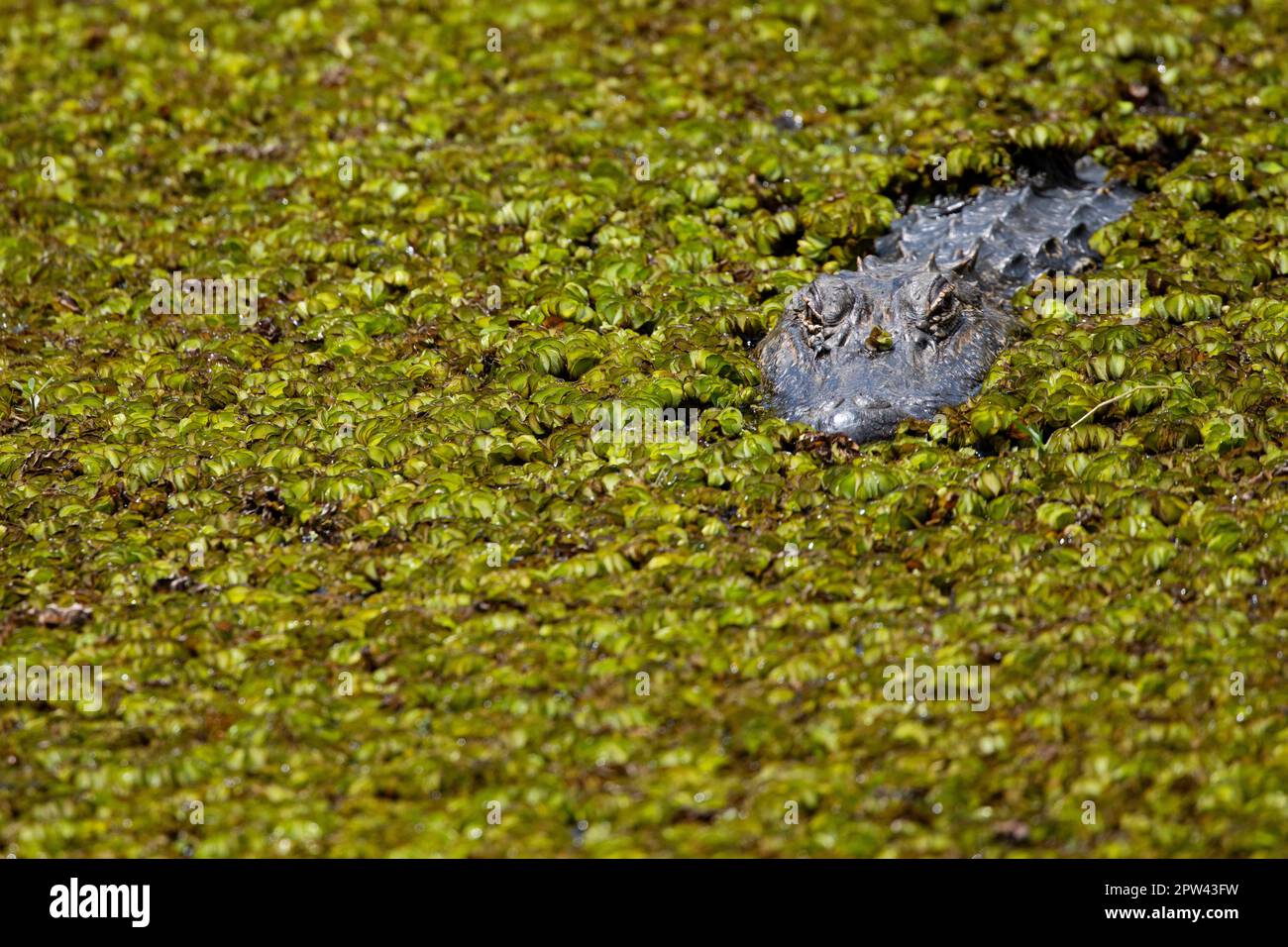 Nature background of Louisiana swamp with silent, emerging American ...
