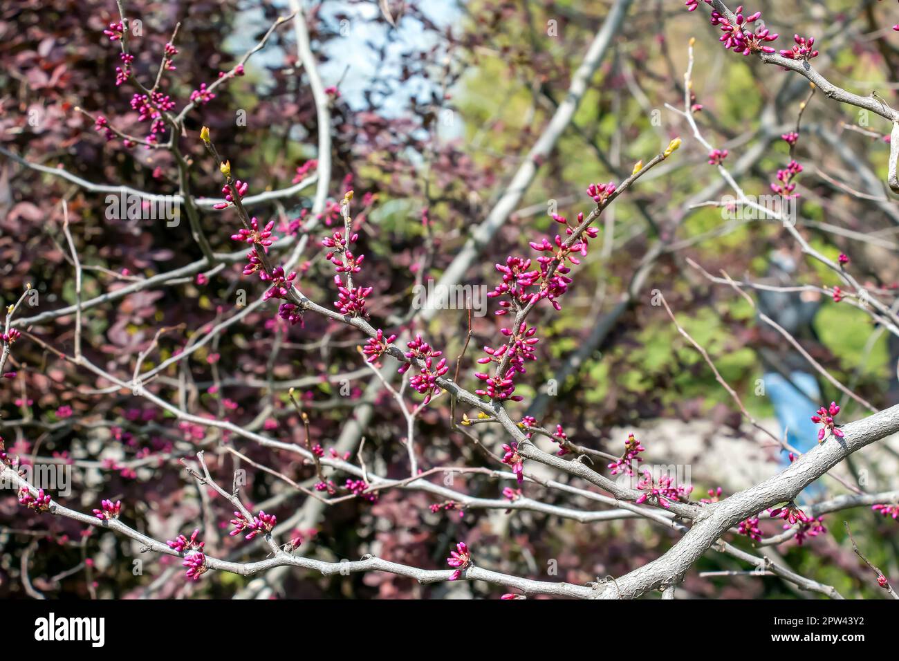 Cercis canadensis first bloom detail. Start of the spring. Pink flowers ...