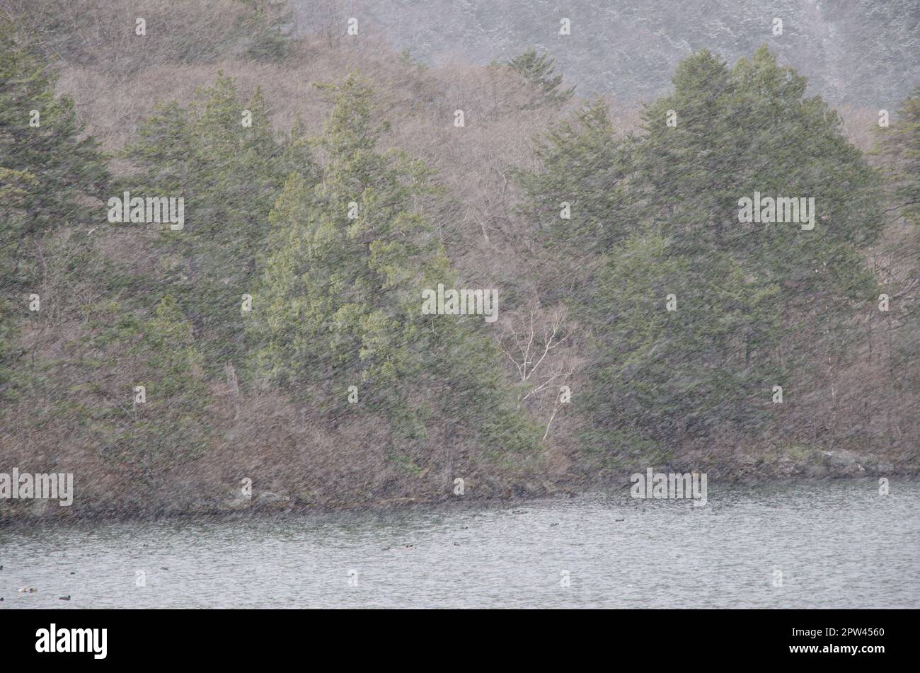 Blizzard over Lake Yunoto. Nikko National Park. Japan Stock Photo - Alamy