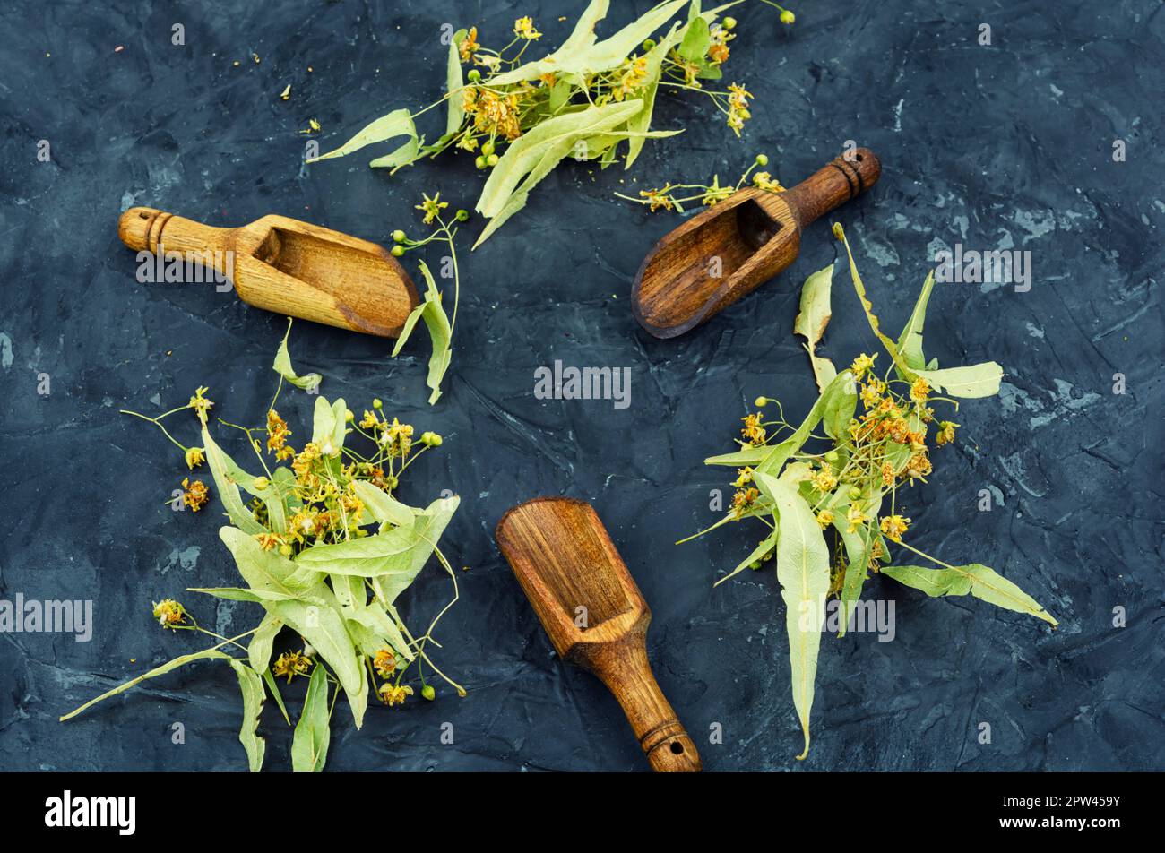 Healing inflorescences of linden, herbal medicine, medicinal plants ...