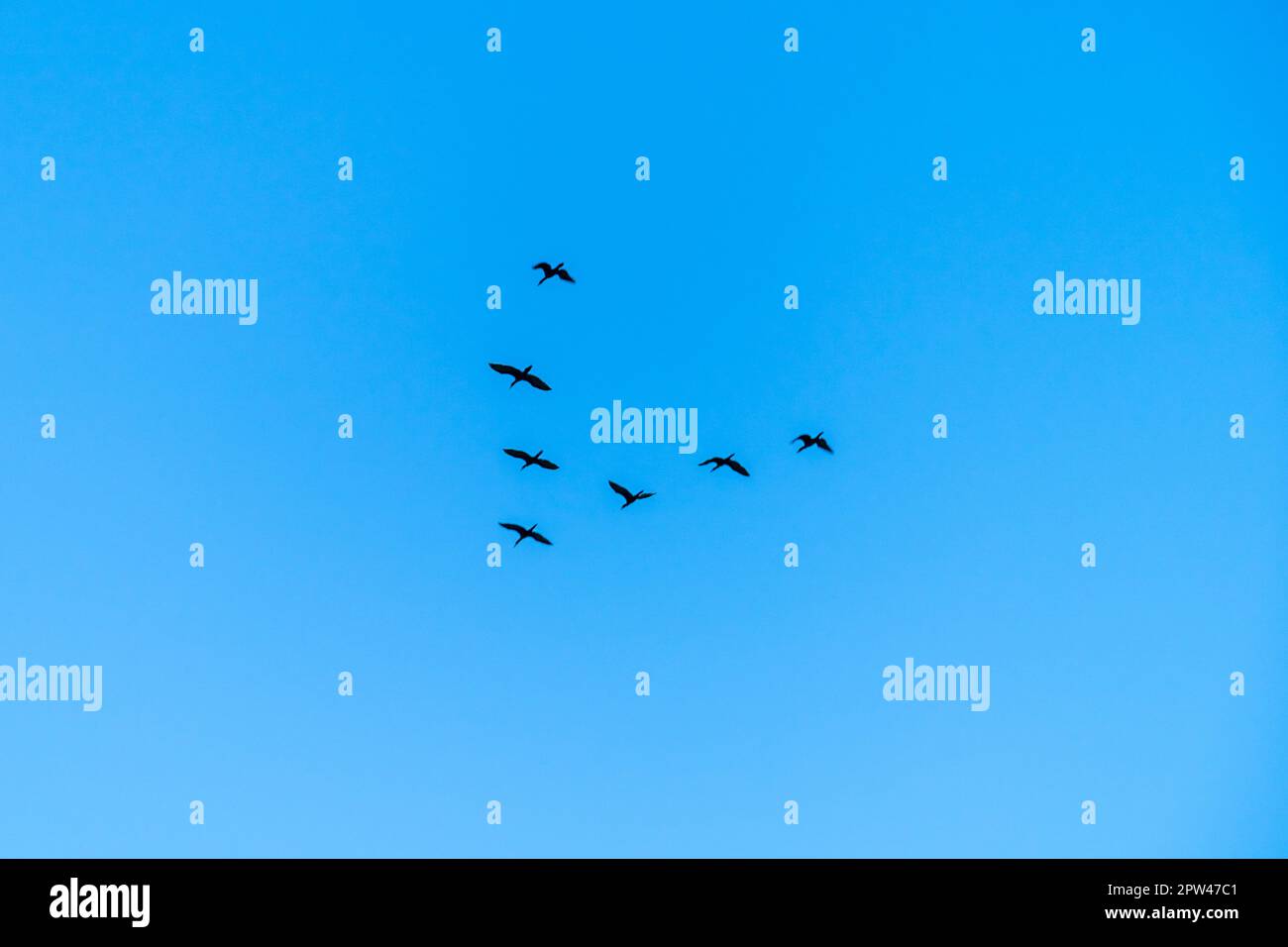 flock of birds in the shape of a letter V in the air in the sky. High ...