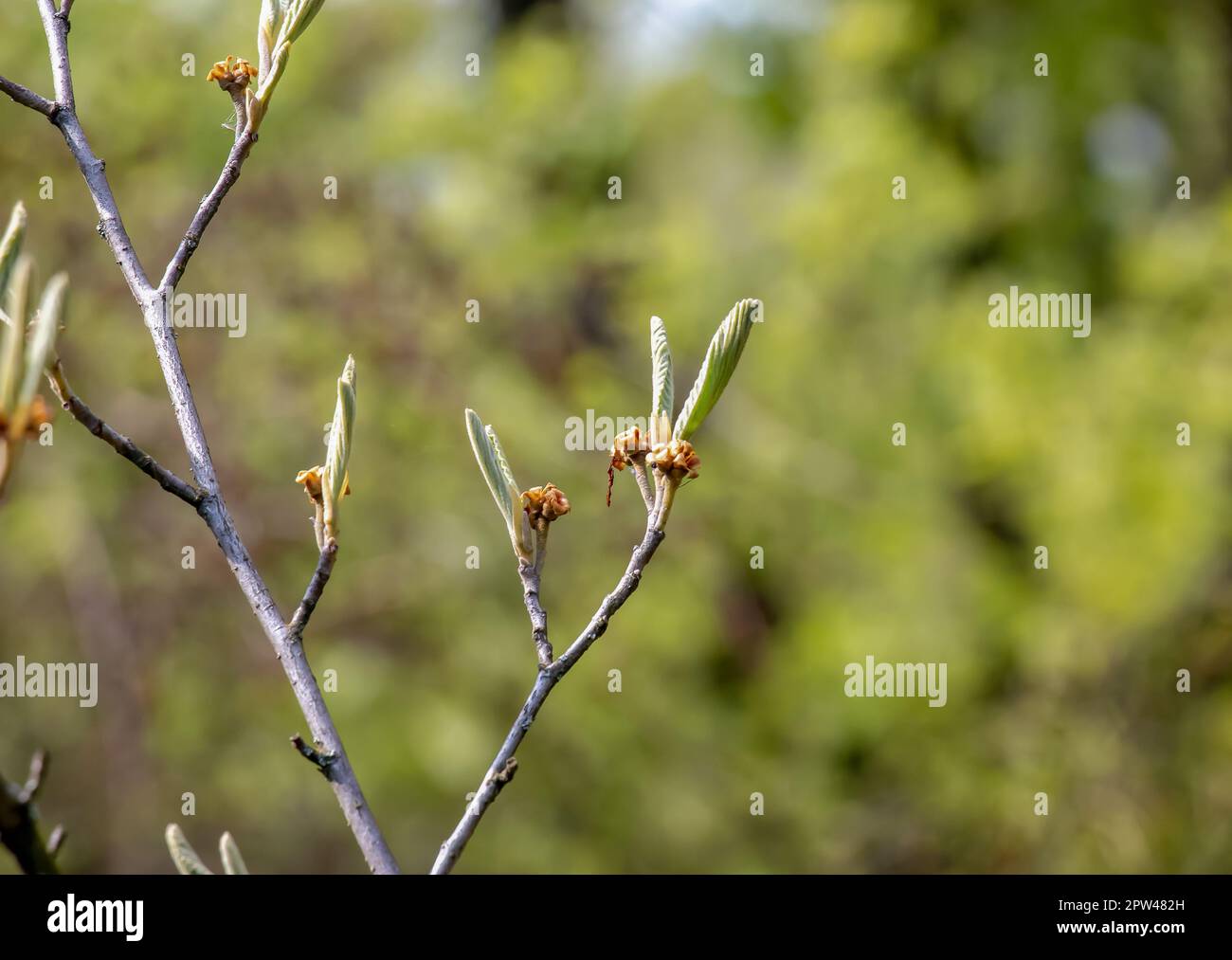 Flower of hamamelis intermedia in early spring. Hamamelis has gorgeous ...