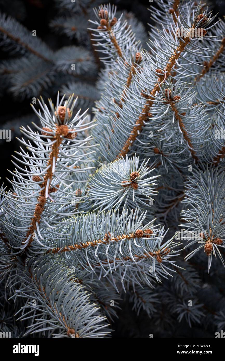 Background from branches of blue spruce. Cones of the blue, green, and ...