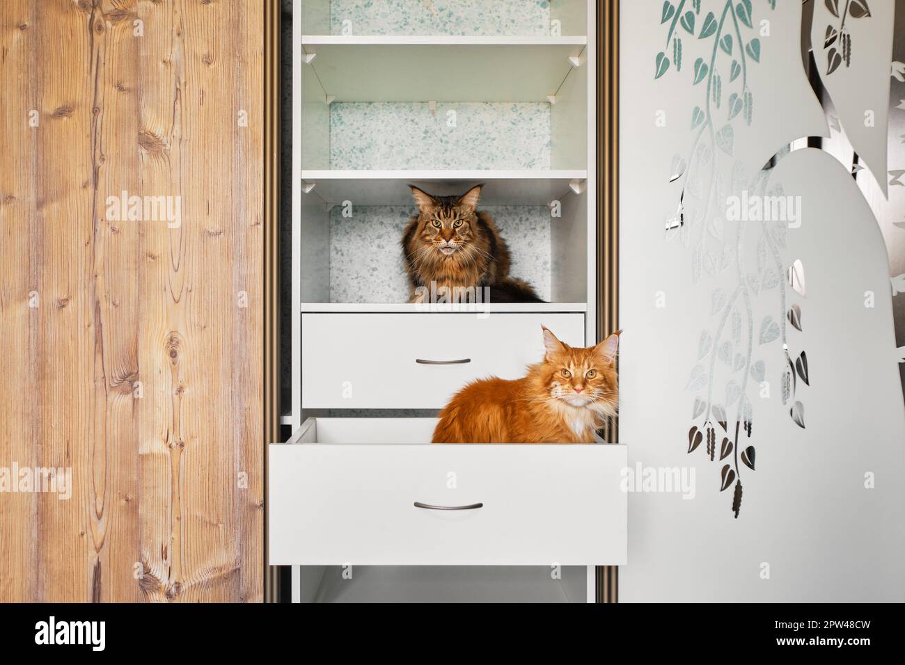 Two cats exploring shelves in a wardrobe Stock Photo - Alamy