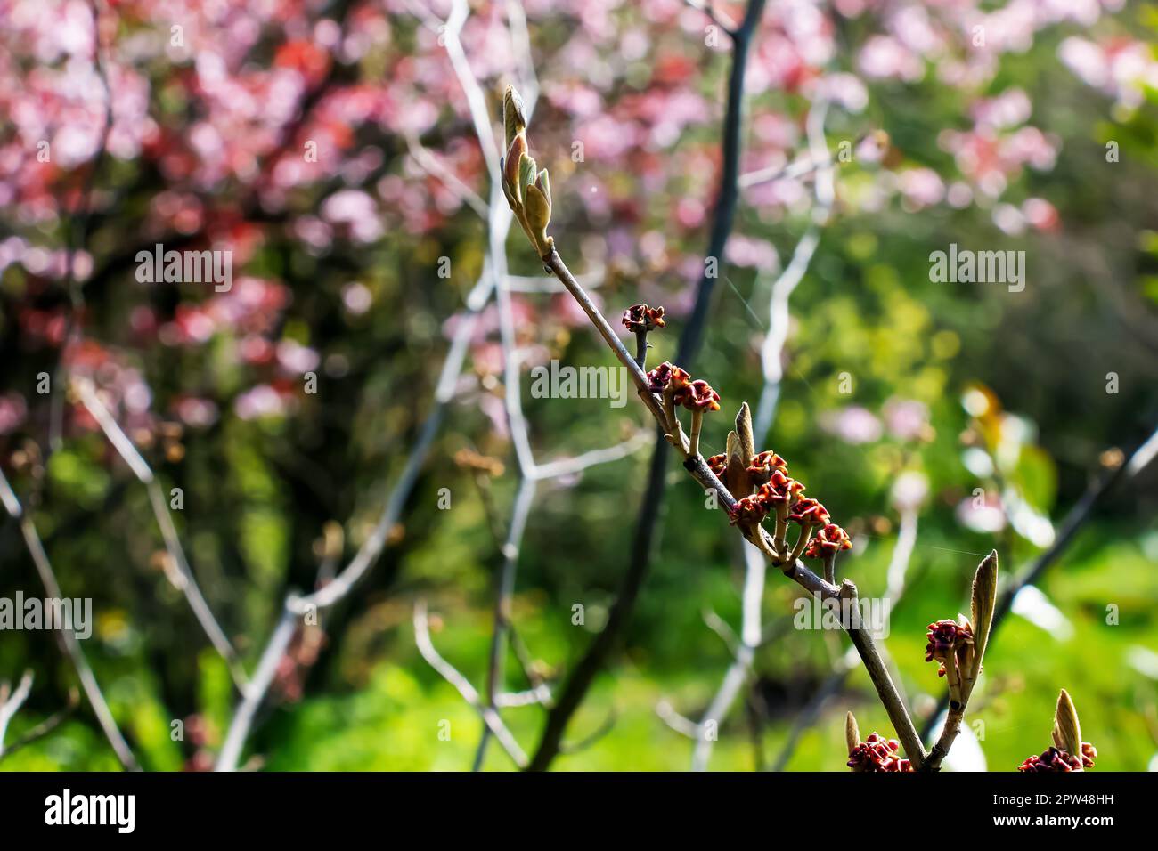 Flower of hamamelis Hamamelis virginiana L in early spring. Hamamelis ...