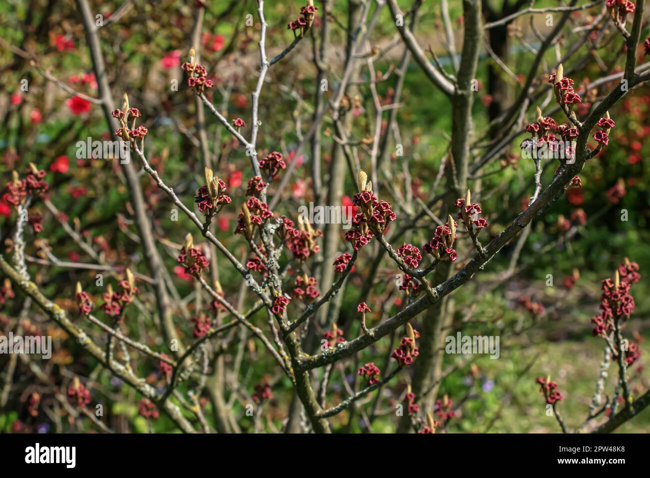 Flower of hamamelis Hamamelis virginiana L in early spring. Hamamelis ...