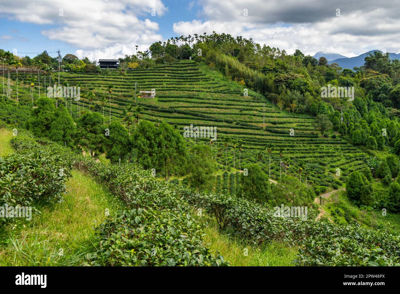 Fresh green tea terrace farm mountain in Nantou of Taiwan Stock Photo ...