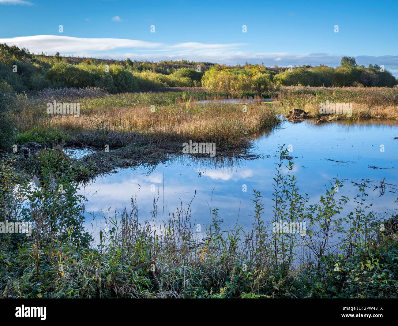 View over a pond and reedbed at Fairburn Ings Nature Reserve, West ...