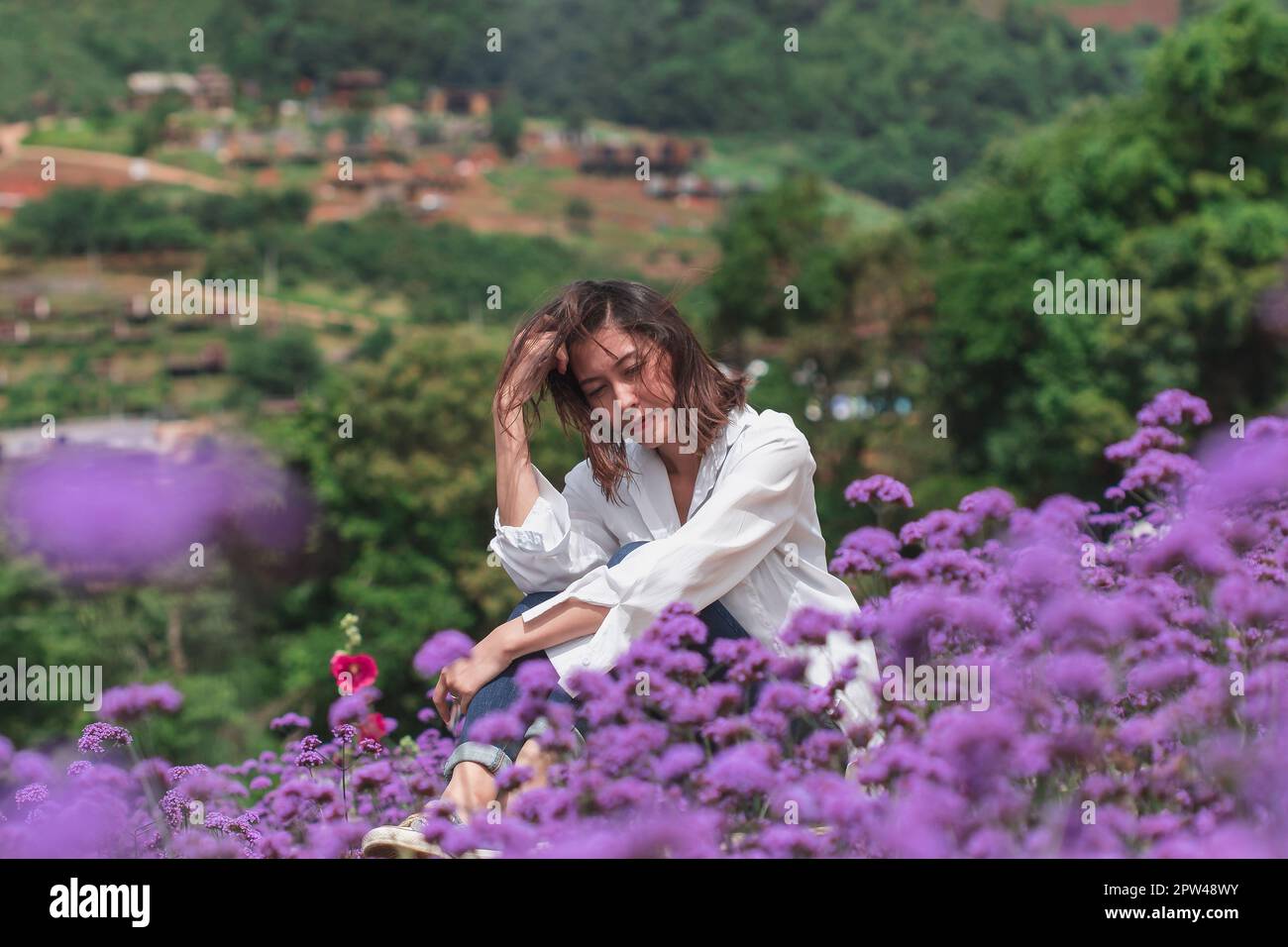Women in the Verbena field are blooming and beautiful in the rainy ...