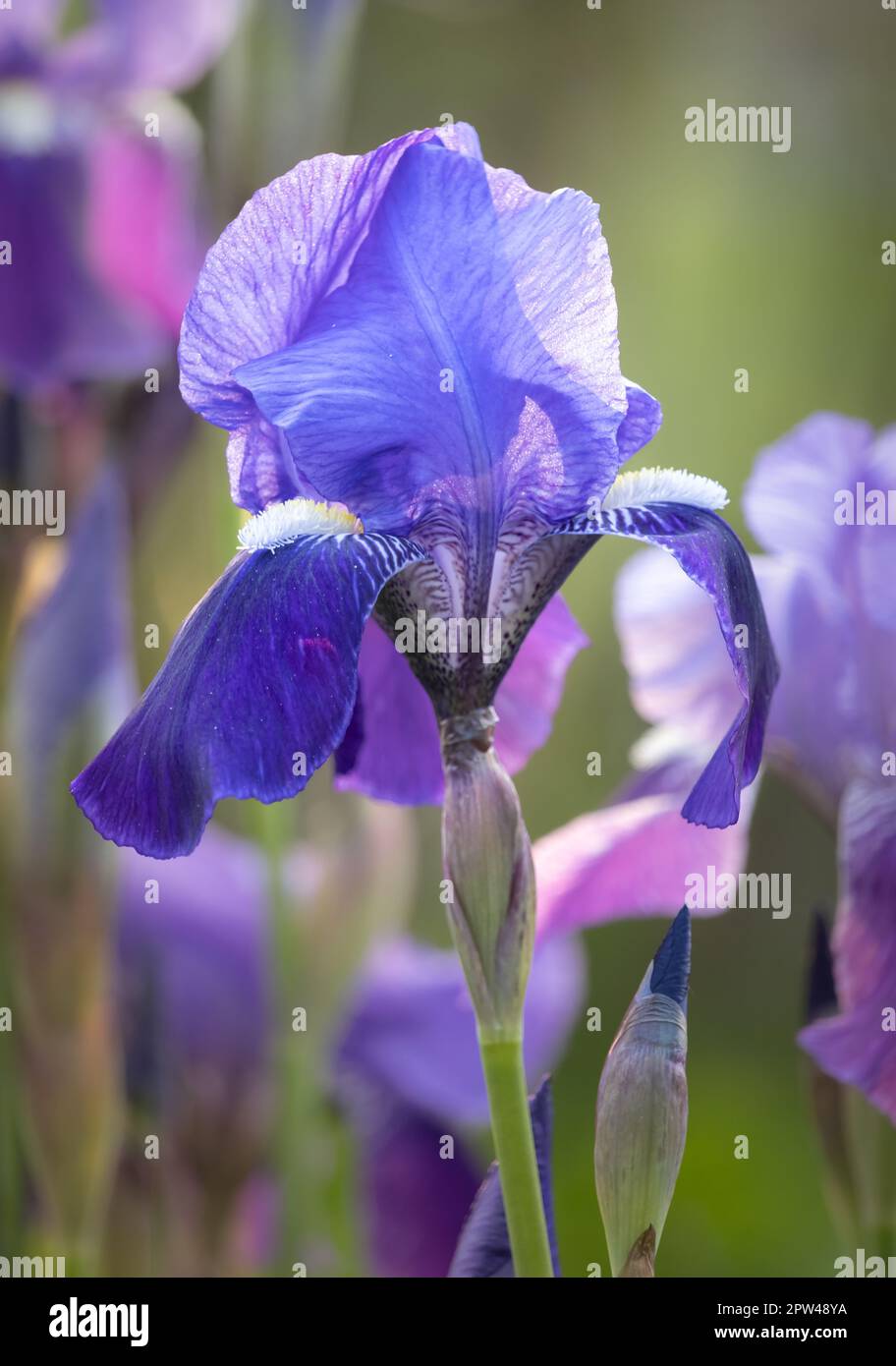 A purple iris, Iris, on a sunny background of blurred irises and green ...