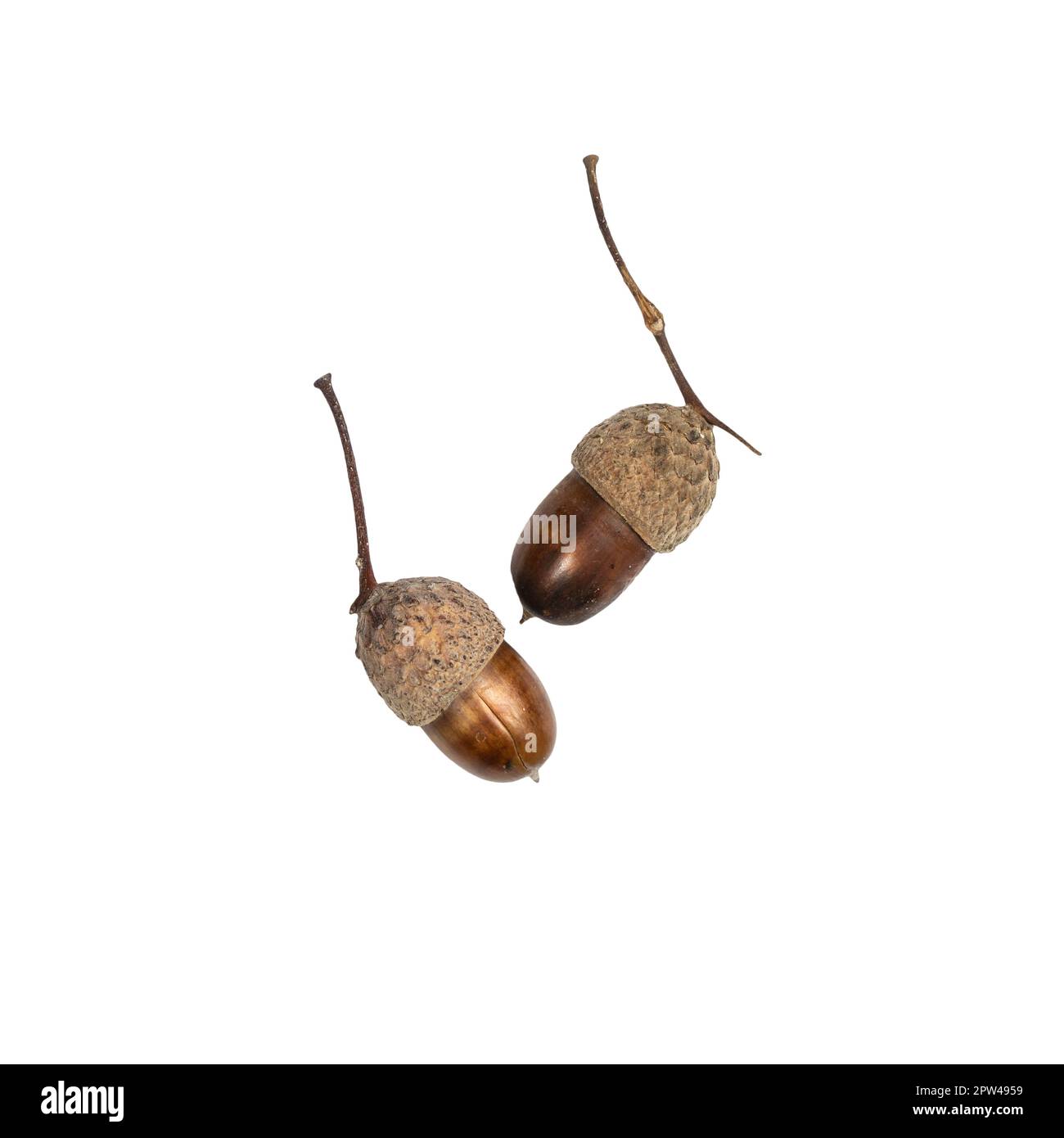 some acorns on a transparent background Stock Photo - Alamy