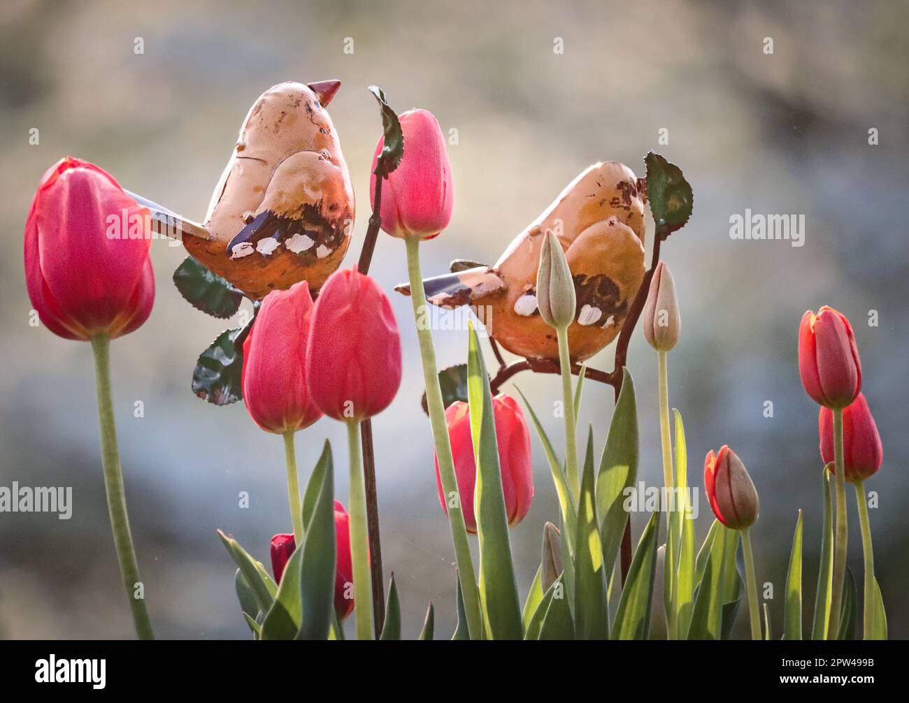 Two ornamental garden birds amidst red tulips on a creamy bokeh background in spring, Lancaster ...