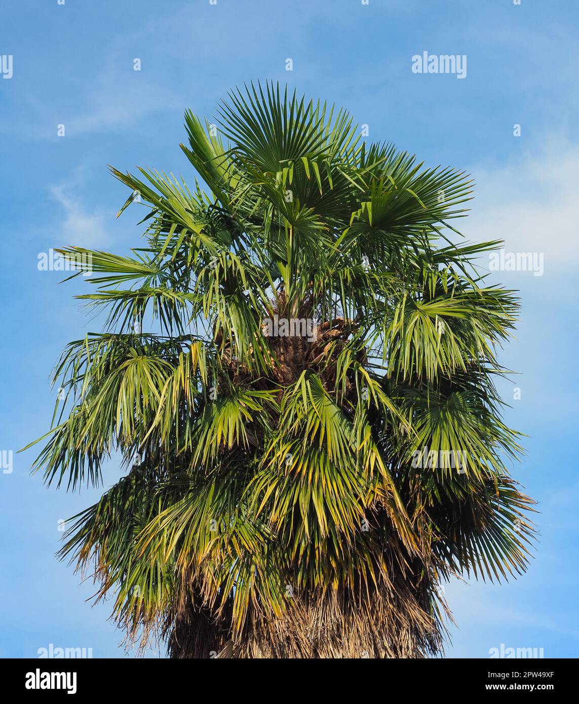 palm tree scientific classification Arecaceae over blue sky Stock Photo ...