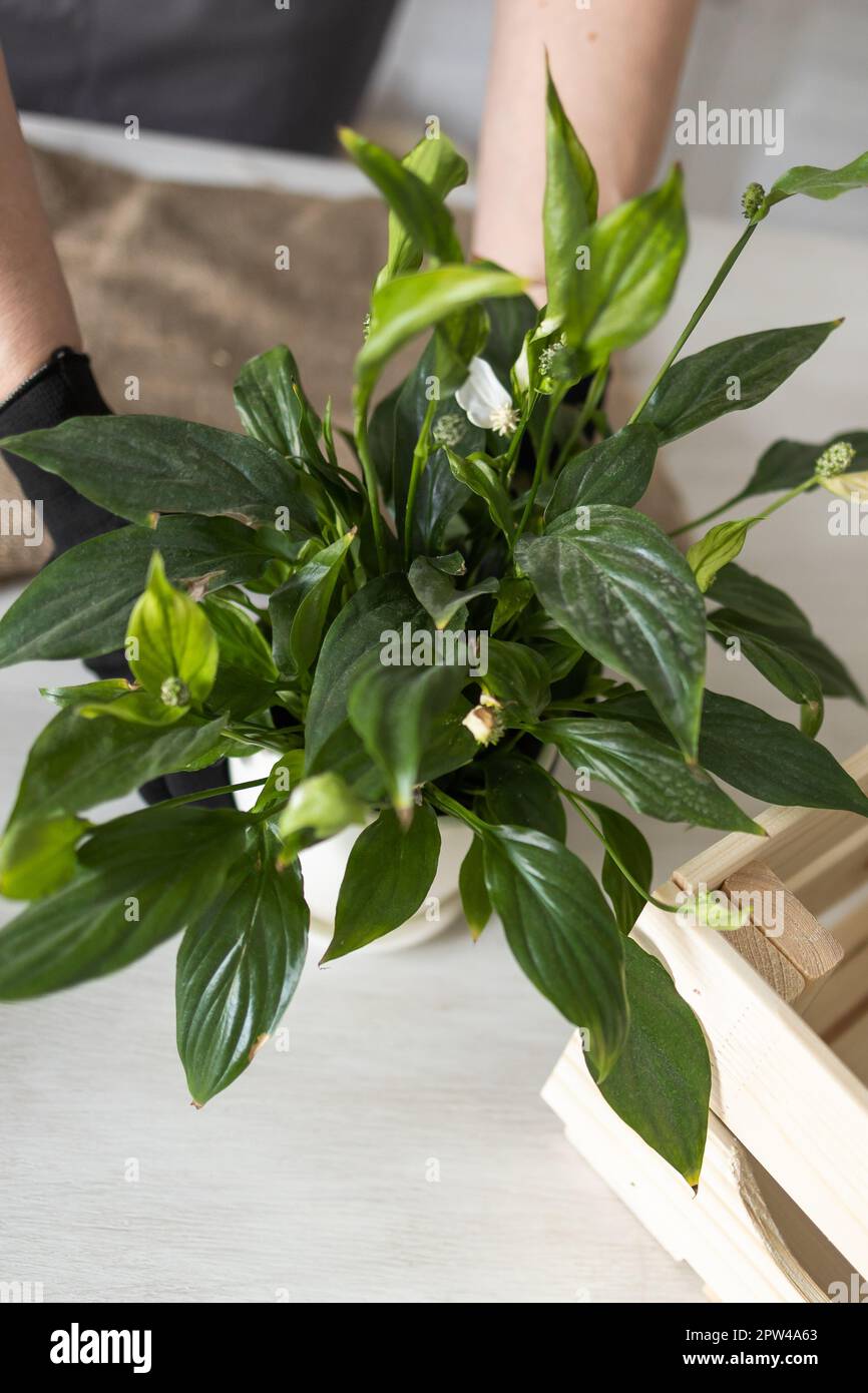 Spring Houseplant Care, repotting houseplants. Waking Up Indoor Plants ...