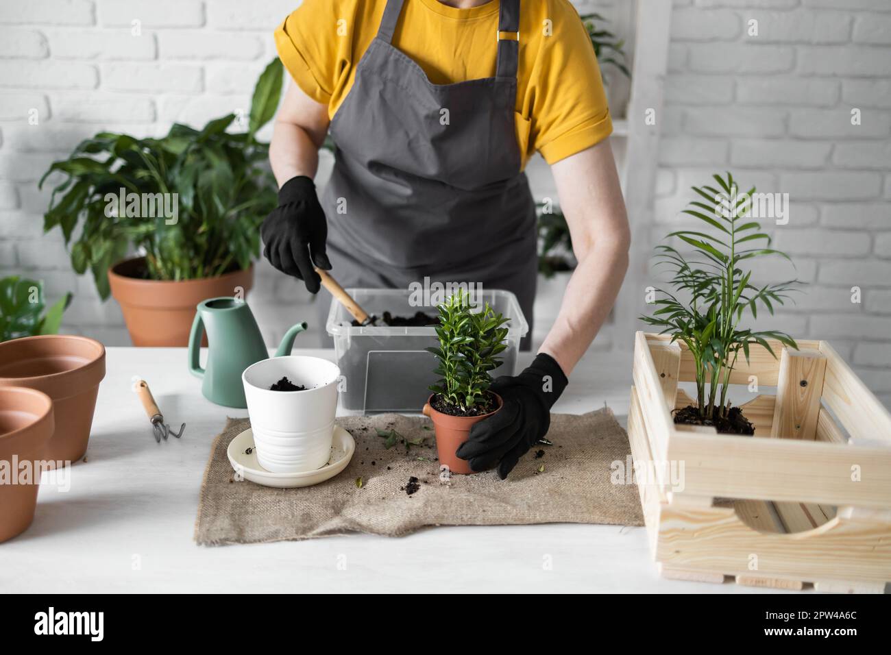 Spring Houseplant Care, repotting houseplants. Waking Up Indoor Plants ...