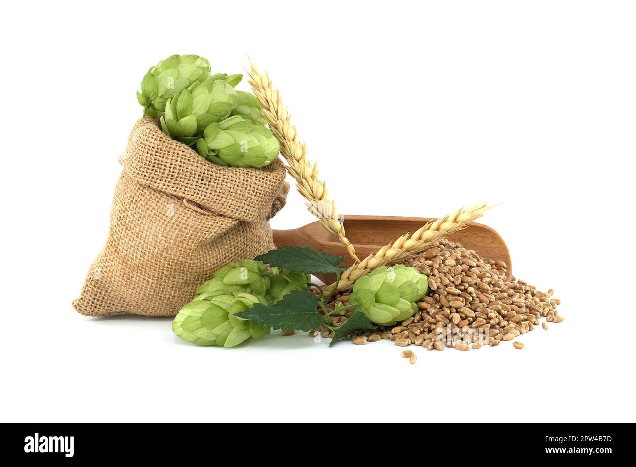 Hops cones spilling from a hessian bag near to wheat grain seeds and ...