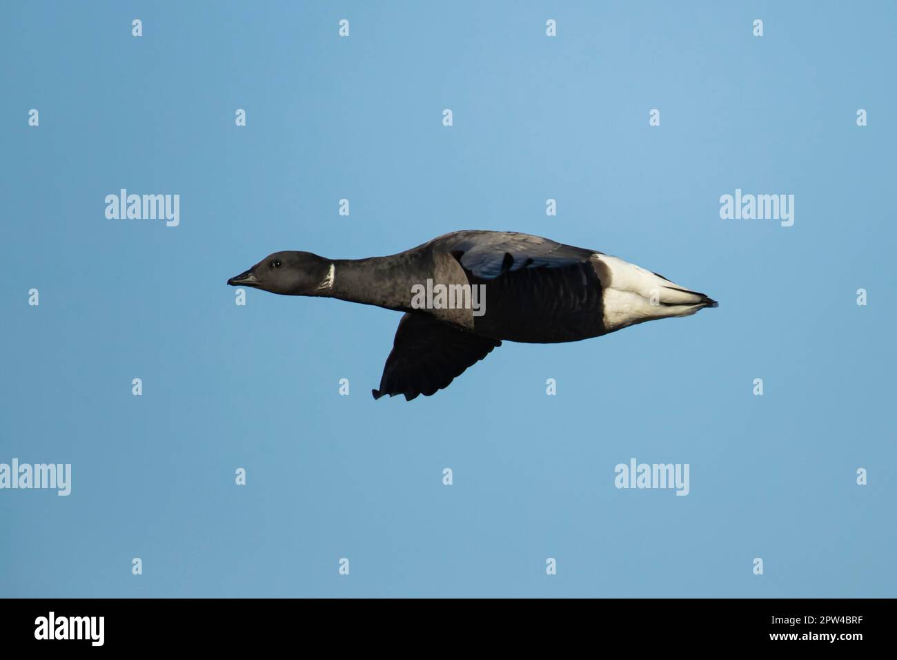 Brent goose-82826 Brent goose (Branta bernicla) adult bird in flight ...