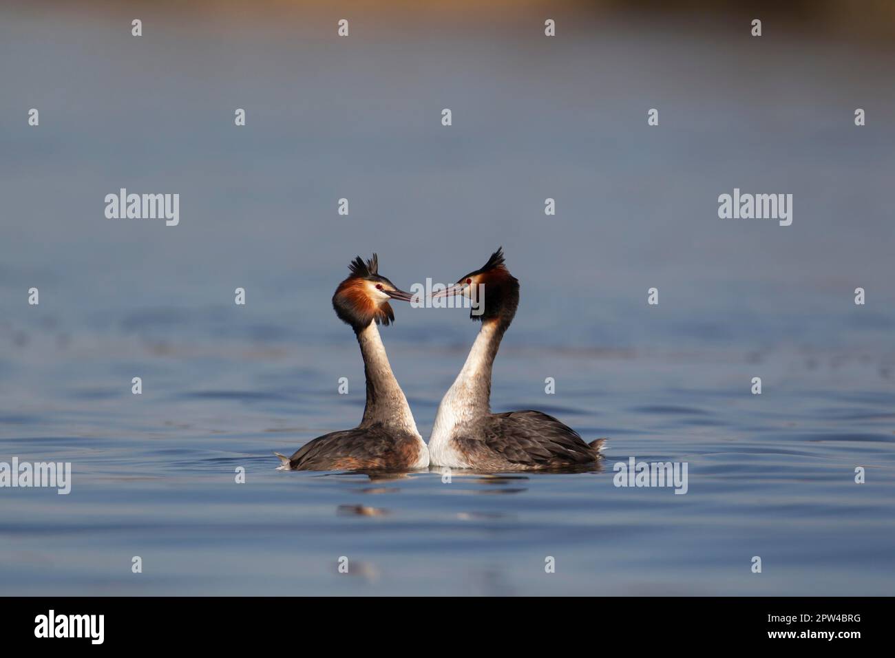 Great crested grebe (Podiceps cristatus) two adult birds performing ...