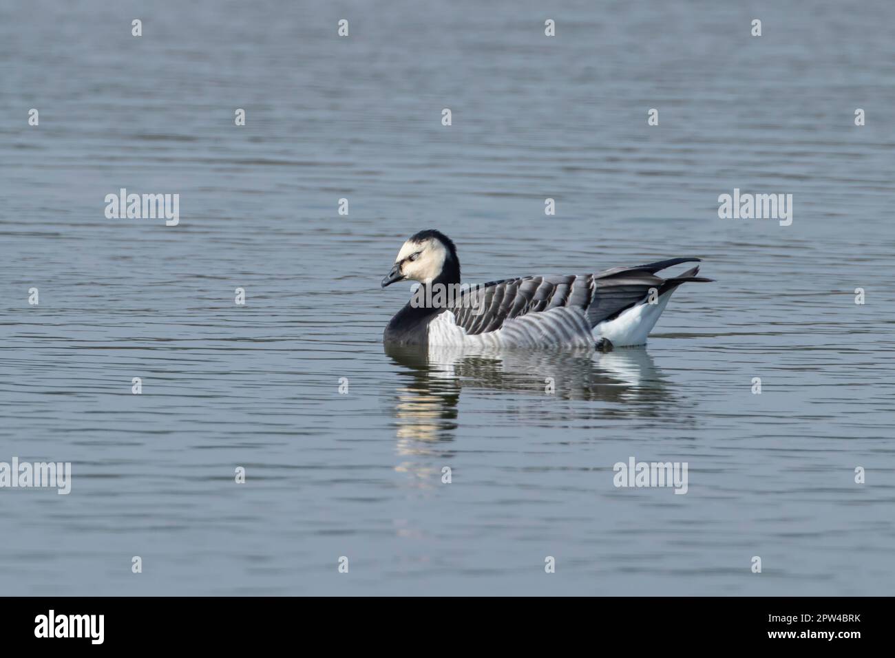 Barnacle goose (Branta leucopsis) adult bird sleeping on a lake ...