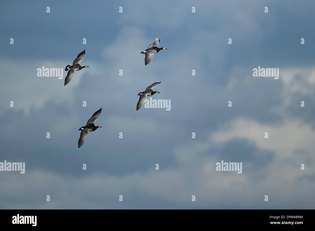 Barnacle goose (Branta leucopsis) four adult birds in flight, Dumfries ...